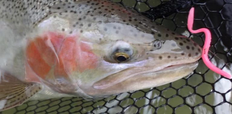 11 BEST Steelhead Baits: Guide Favorites You MUST HAVE