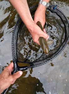 11 Best Trout Nets Of 2025: A 10 Buyers Guide 2025