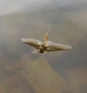 The 11 Best Fly Floatants: Tested And Ranked 2025