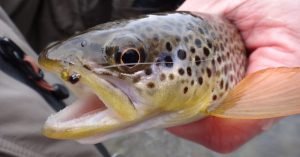 11 Spring Trout Flies That Trout Guides Actually Use 2025