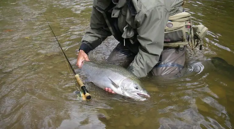 California Steelhead Fishing: A Complete Guide 2025