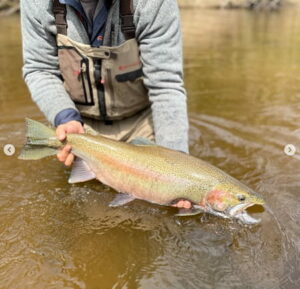 The Ultimate Guide To Steelhead Fishing Michigan 2025