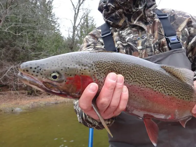 Rainbow Trout Fishing: Expert Tips And Tactics - Trout Steelhead And ...