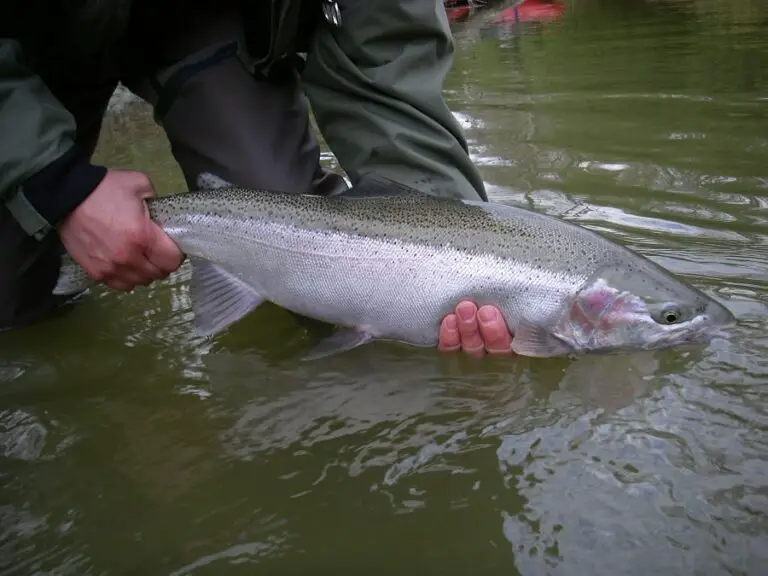 California Steelhead Fishing: A Complete Guide 2025