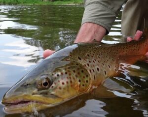 Fishing For Stocked Trout: Simple Expert Tips And Techniques