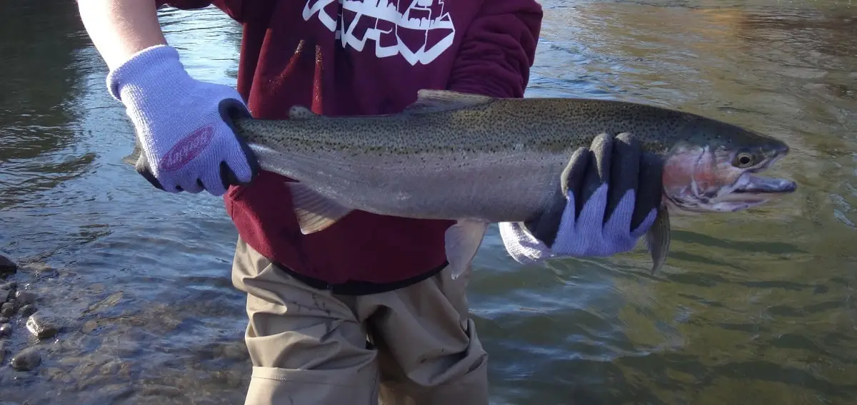 Oak Orchard Steelhead Fishing: A Complete Guide 2025